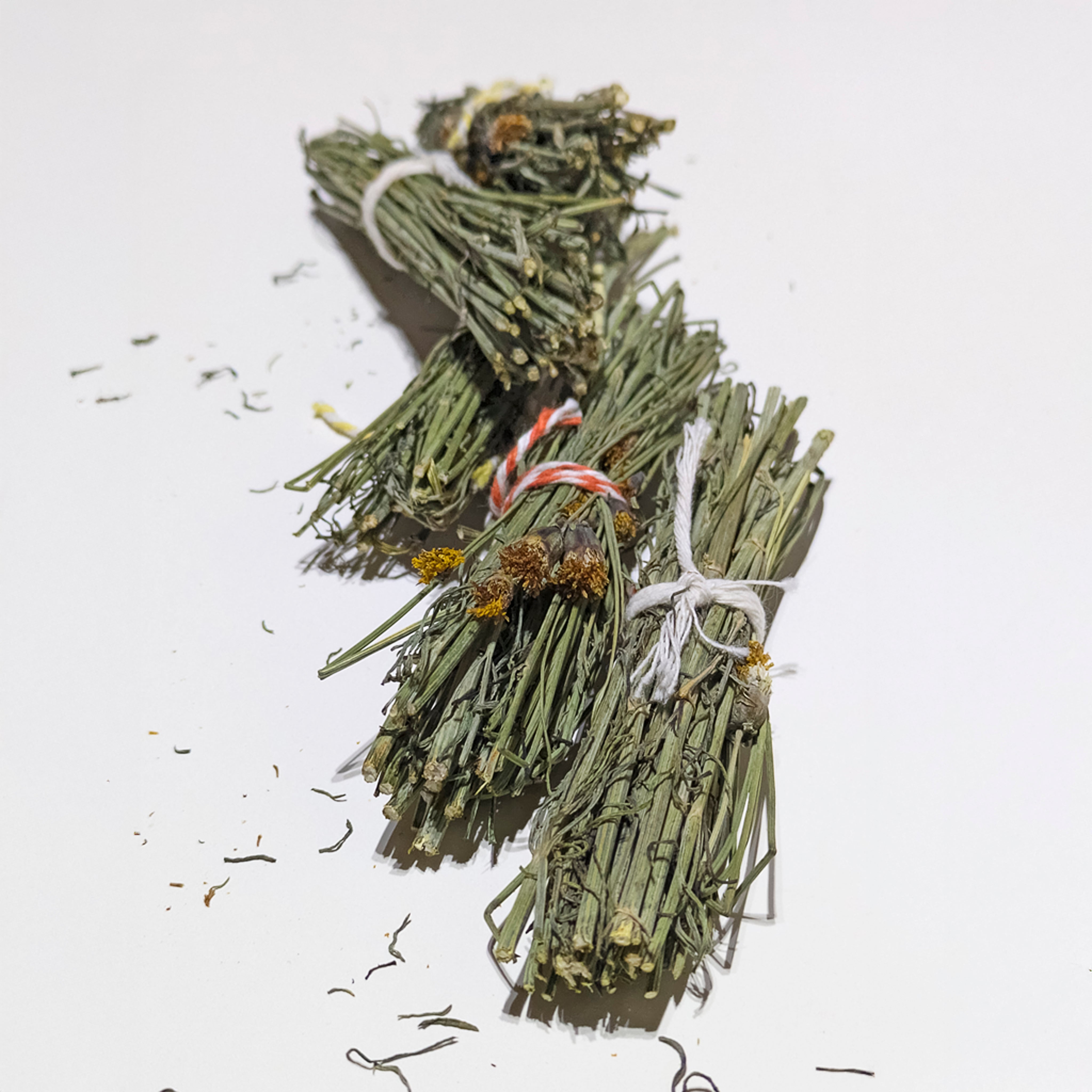 Navajo Tea (Bundles) – Valley Trading Post